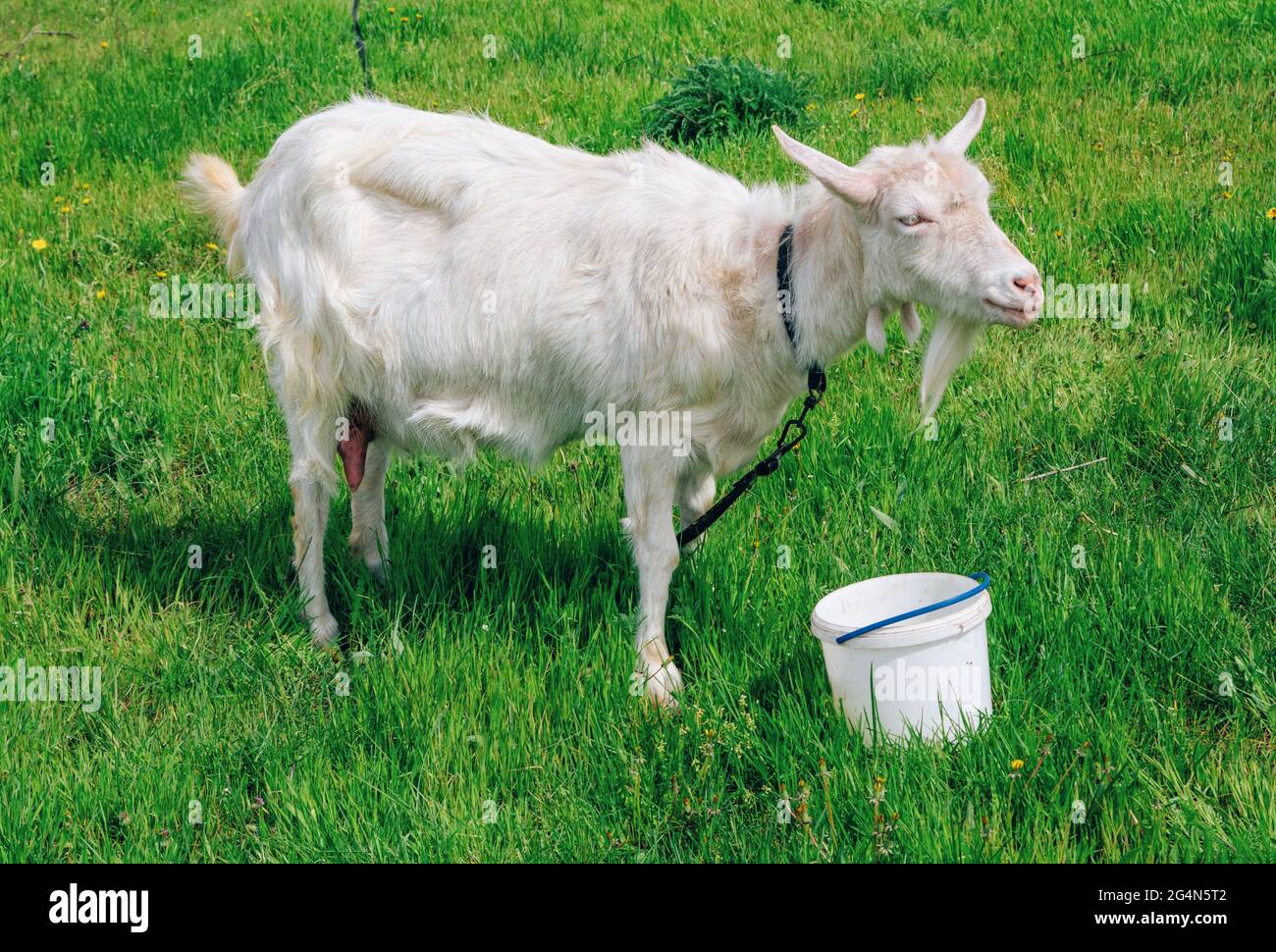 White domestic goat standing leashed on the meadow with green grass ...