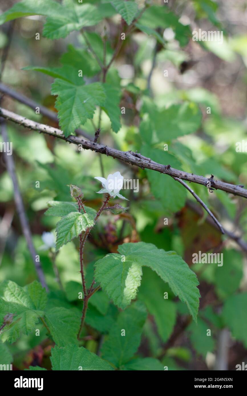 Rosaceae rubus hi-res stock photography and images - Alamy