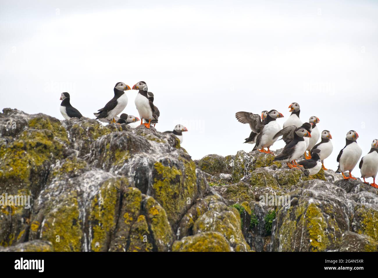 Many puffins in shot hi-res stock photography and images - Alamy