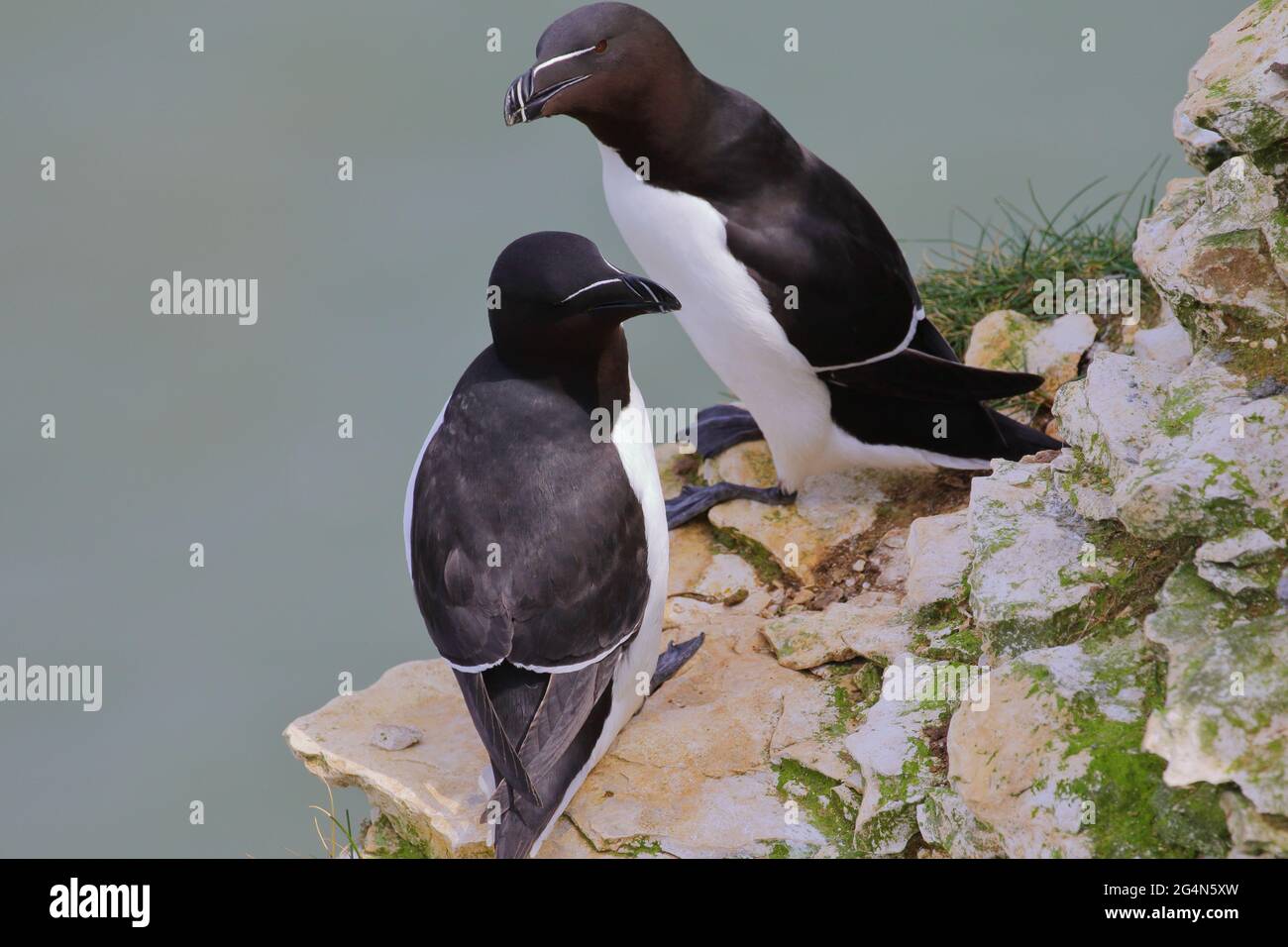 Razorbill, Alca torda, on RSPB Bempton Cliffs, Cliff Ln, Bridlington ...