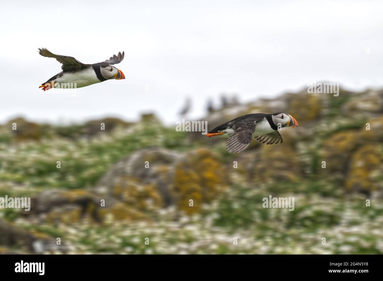 Many puffins in shot hi-res stock photography and images - Alamy