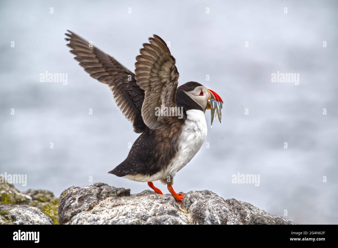 White underparts of the legs hi-res stock photography and images - Alamy