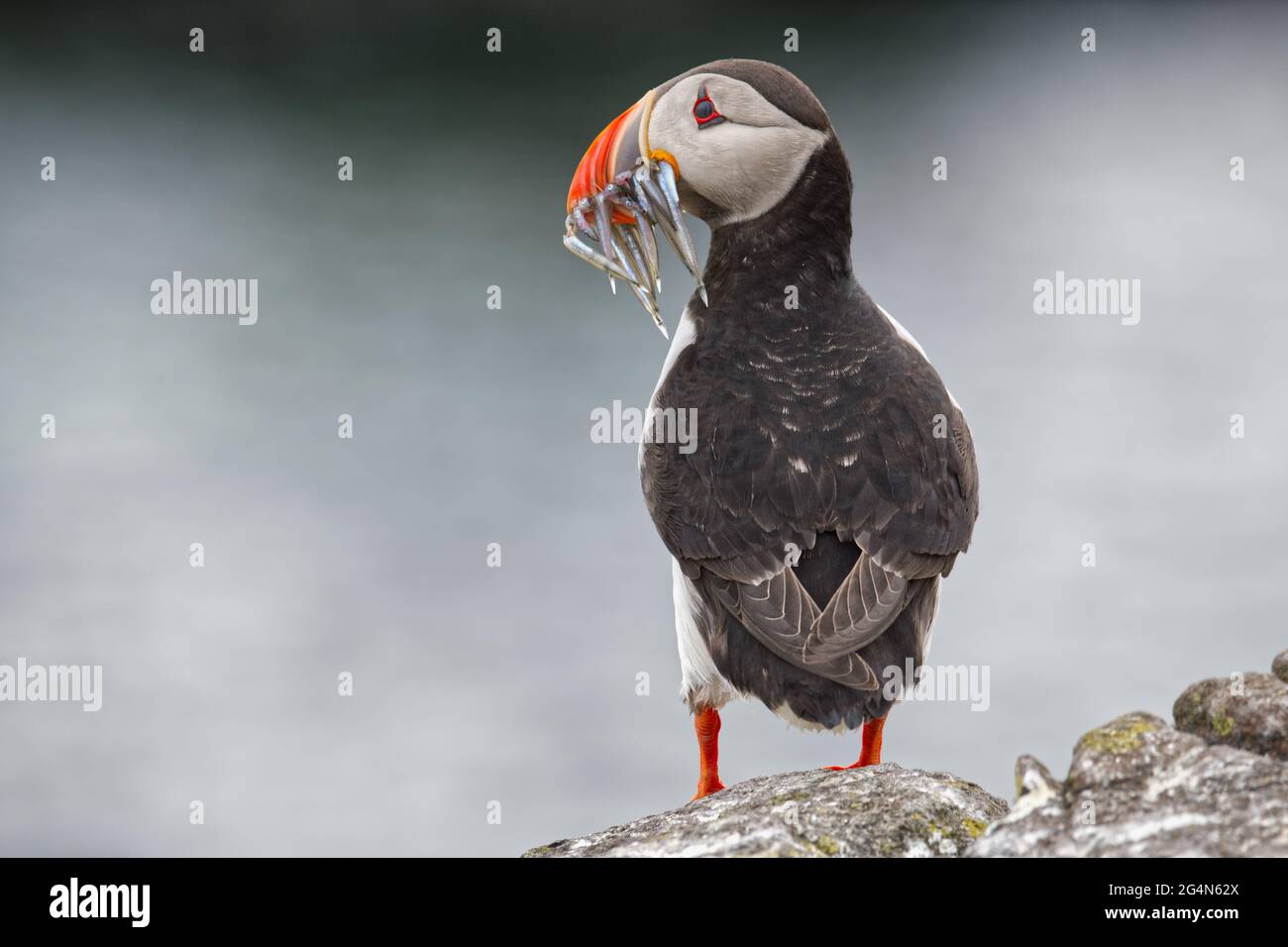 Many puffins in shot hi-res stock photography and images - Alamy