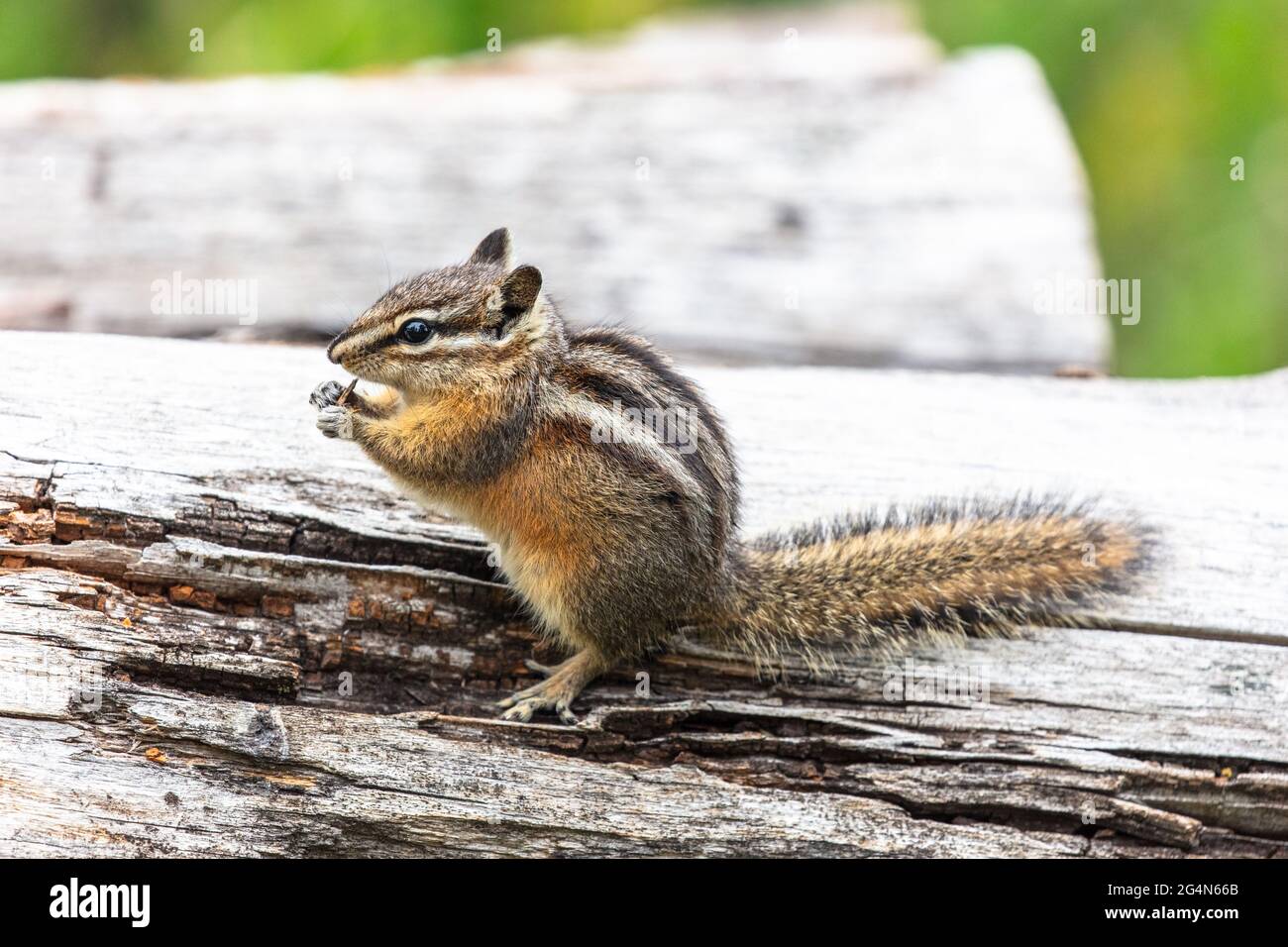 NPS / Jacob W. Frank Stock Photo - Alamy