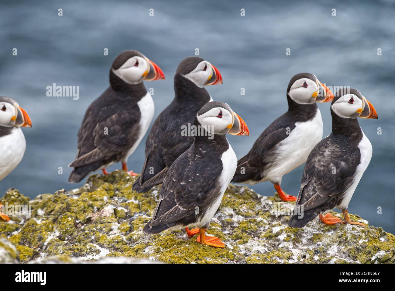 White underparts of the legs hi-res stock photography and images - Alamy