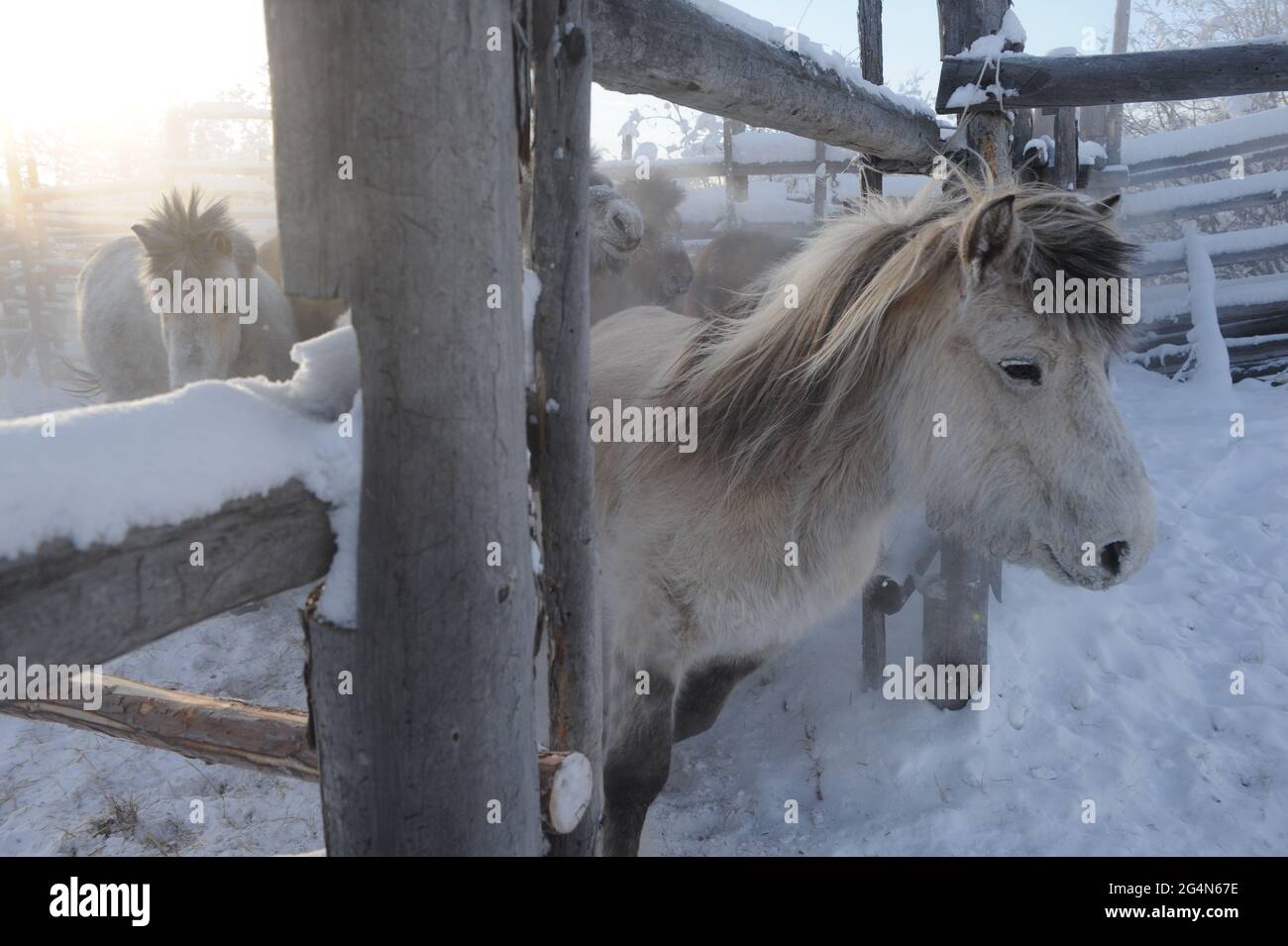 The Yakutian or Yakut is a native horse breed from the Siberian Sakha ...