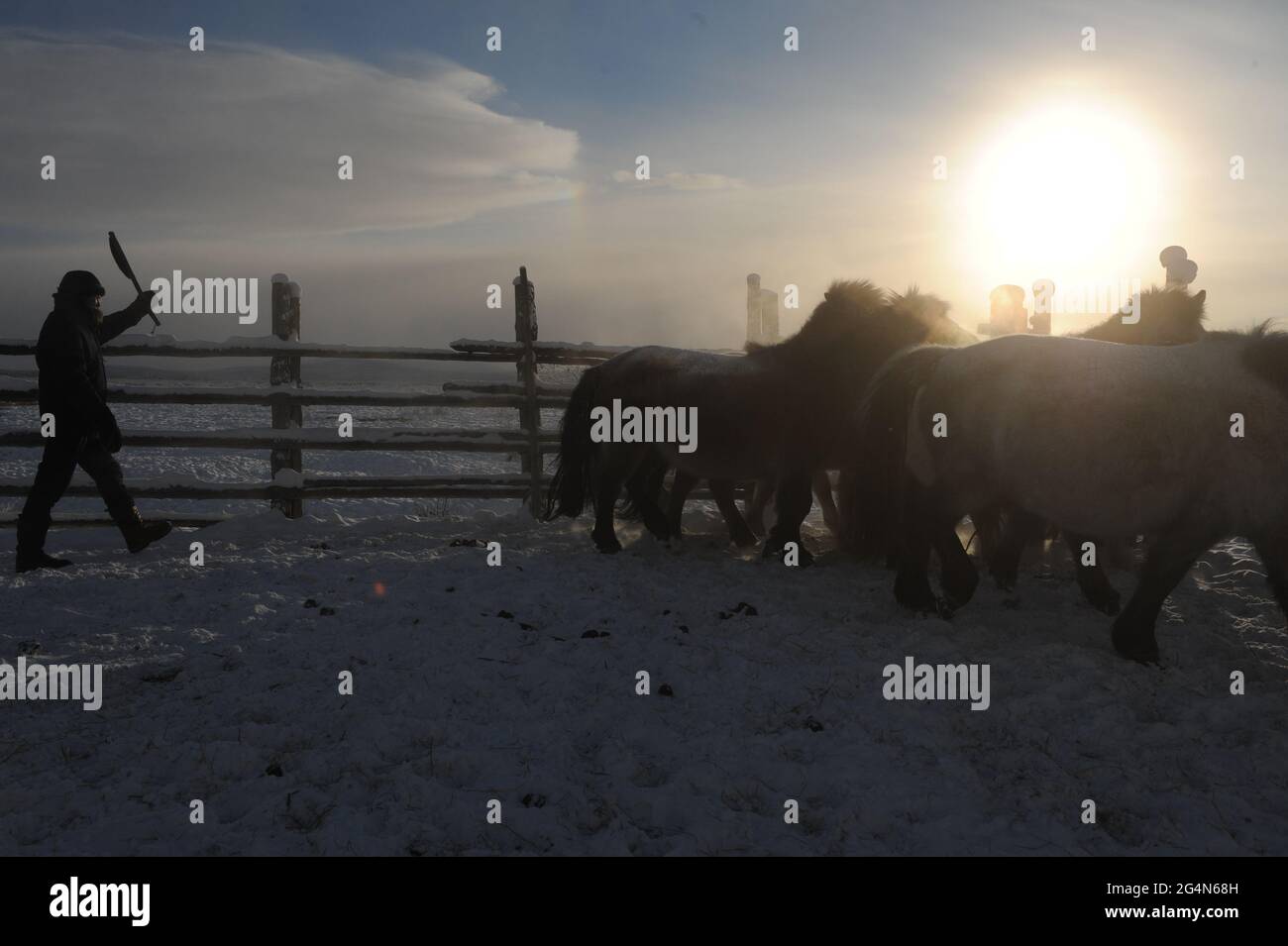 The Yakutian or Yakut is a native horse breed from the Siberian Sakha ...
