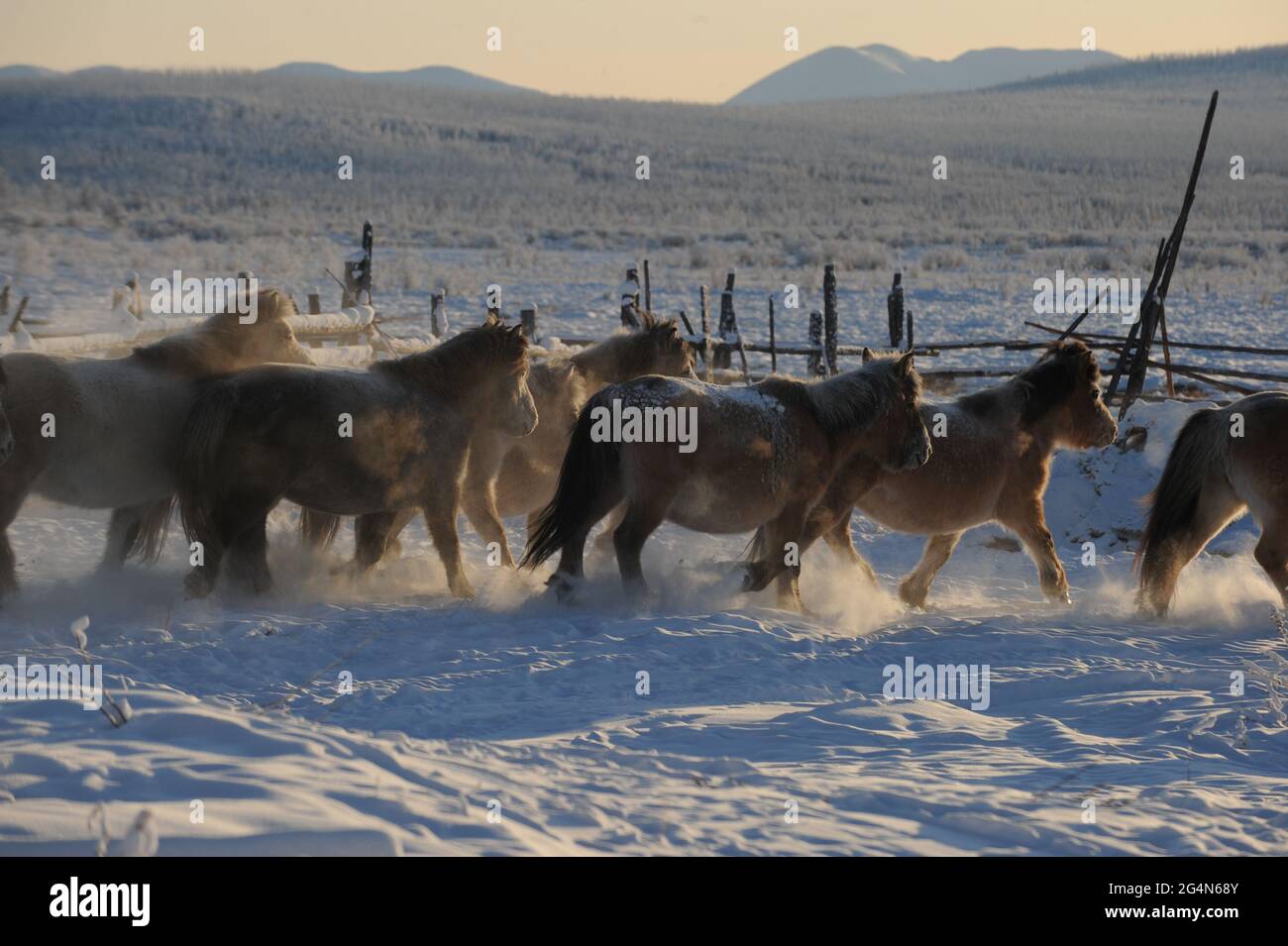 Yakuts russia hi-res stock photography and images - Alamy