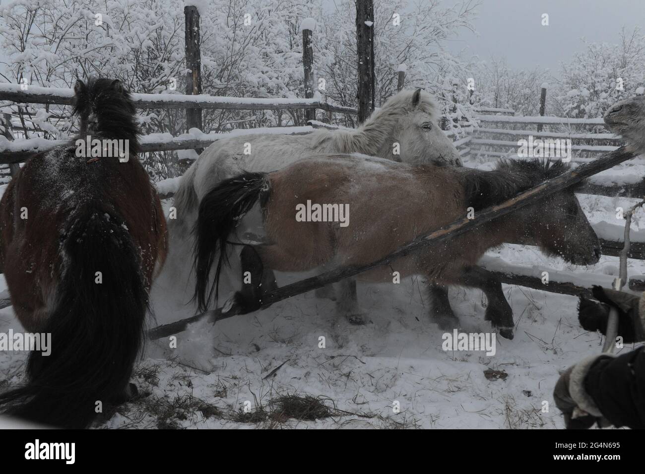 The Yakutian or Yakut is a native horse breed from the Siberian Sakha ...
