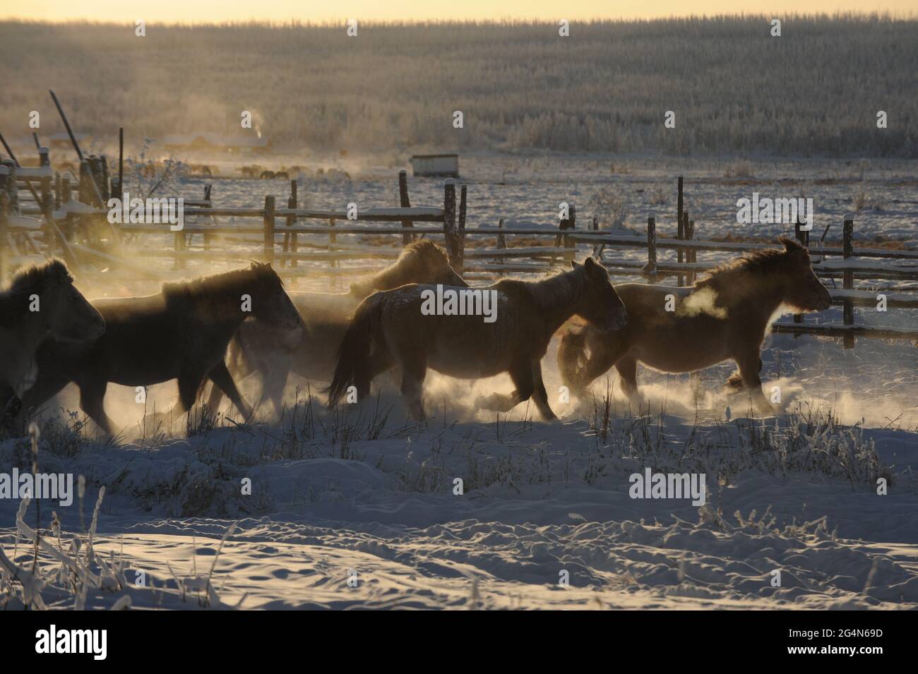 The Yakutian or Yakut is a native horse breed from the Siberian Sakha ...