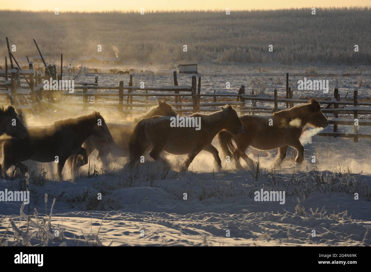 The Yakutian or Yakut is a native horse breed from the Siberian Sakha ...