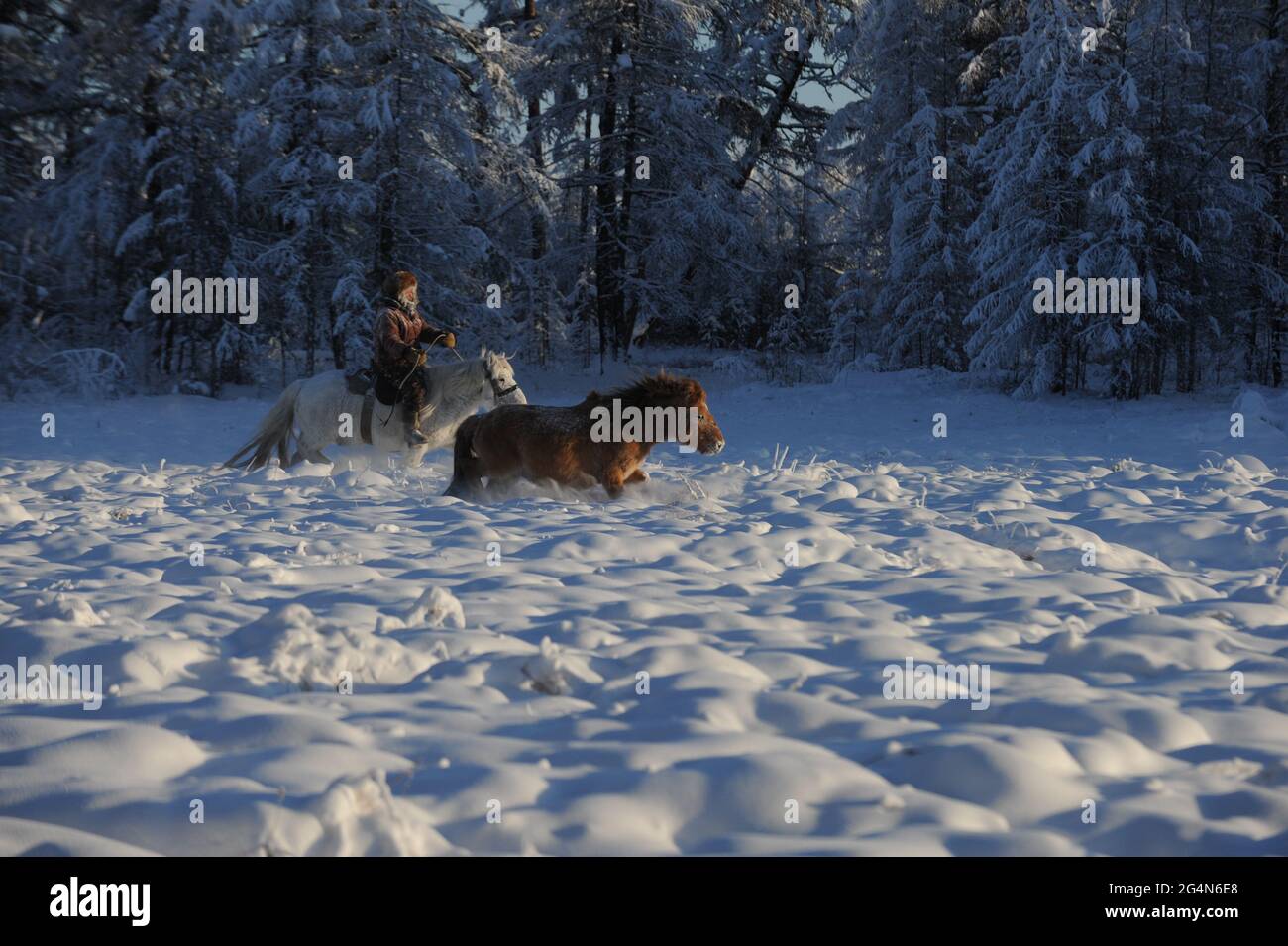 The Yakutian or Yakut is a native horse breed from the Siberian Sakha ...