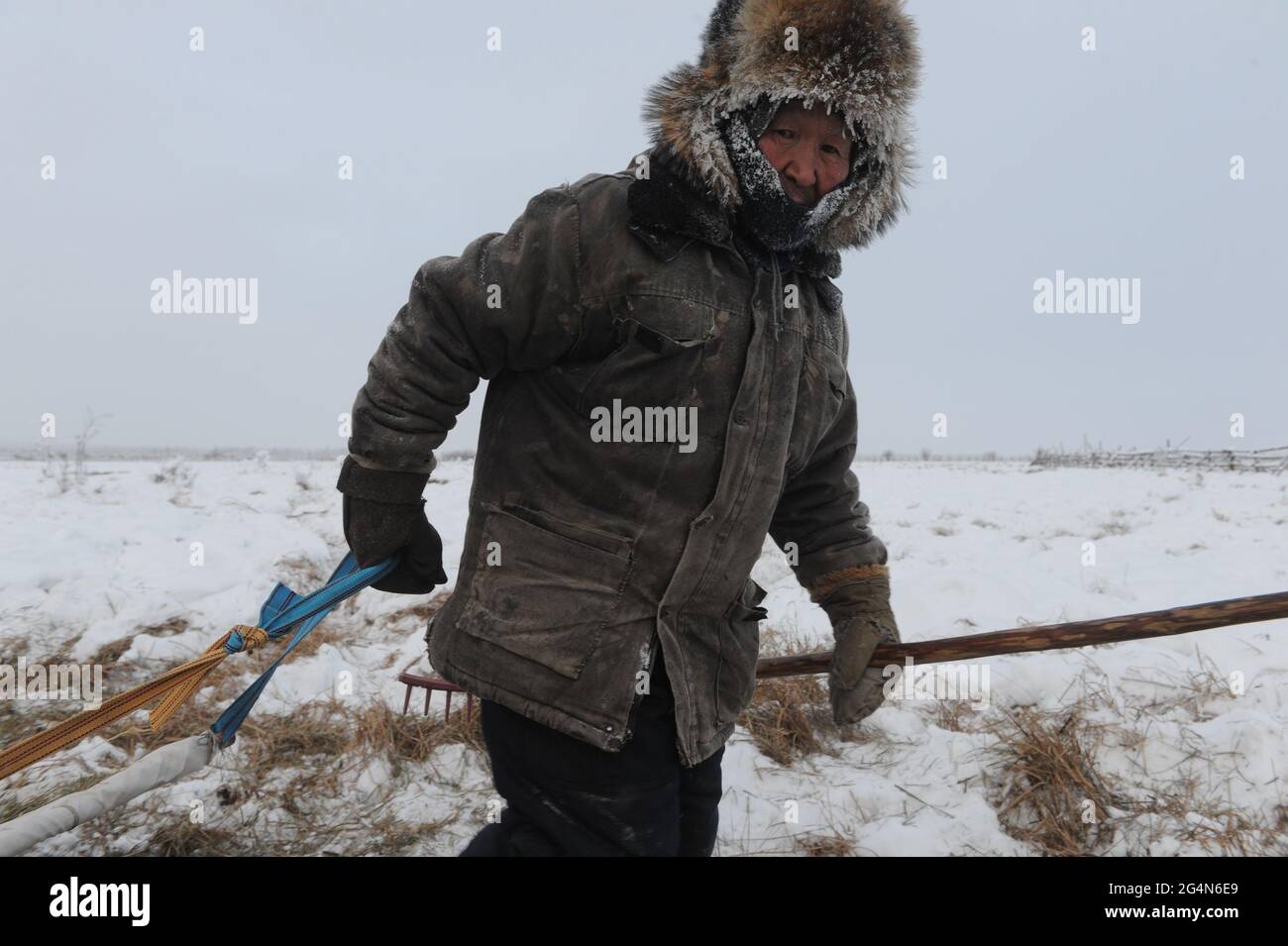 The Yakutian or Yakut is a native horse breed from the Siberian Sakha ...