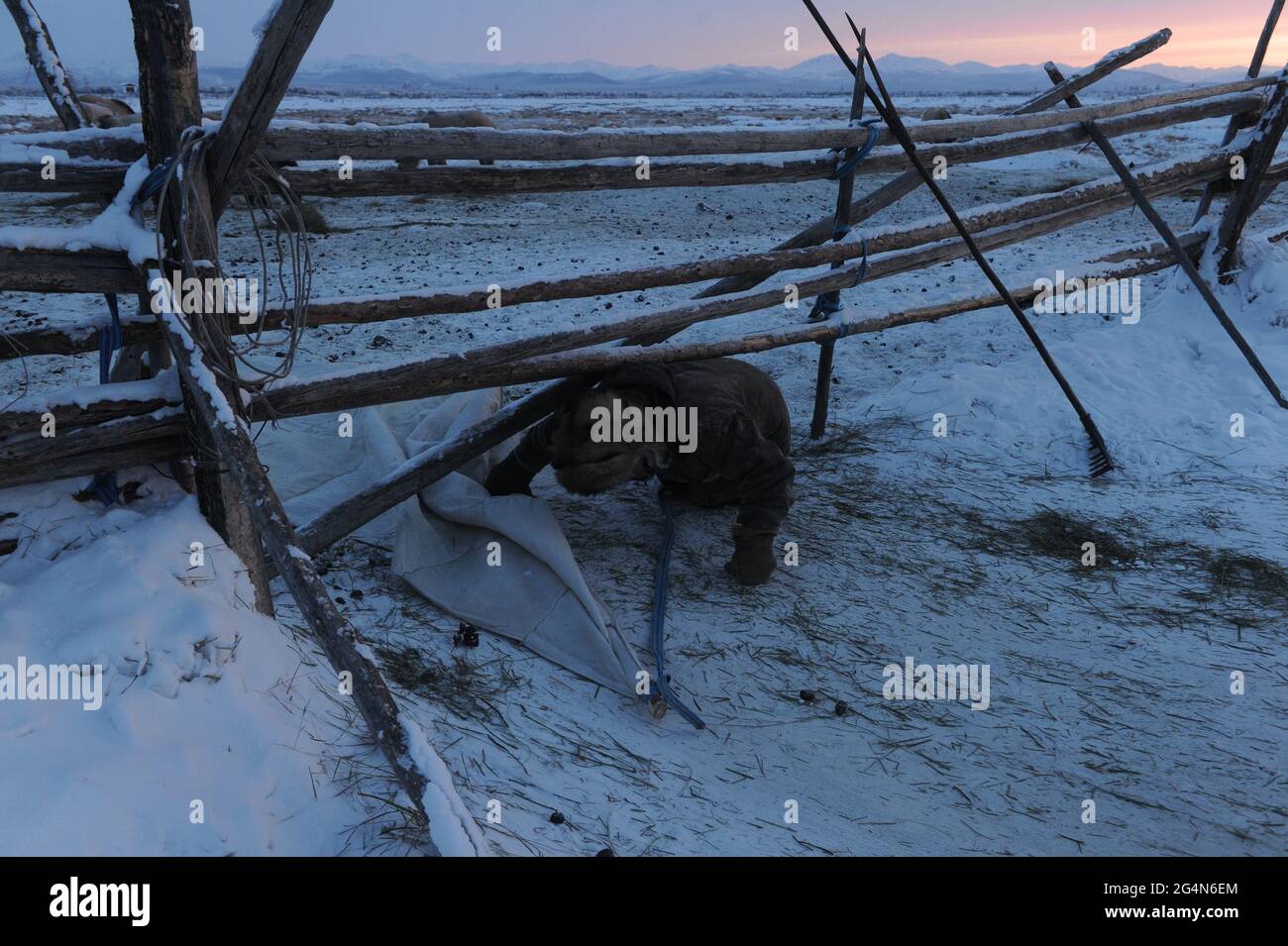 The Yakutian or Yakut is a native horse breed from the Siberian Sakha ...
