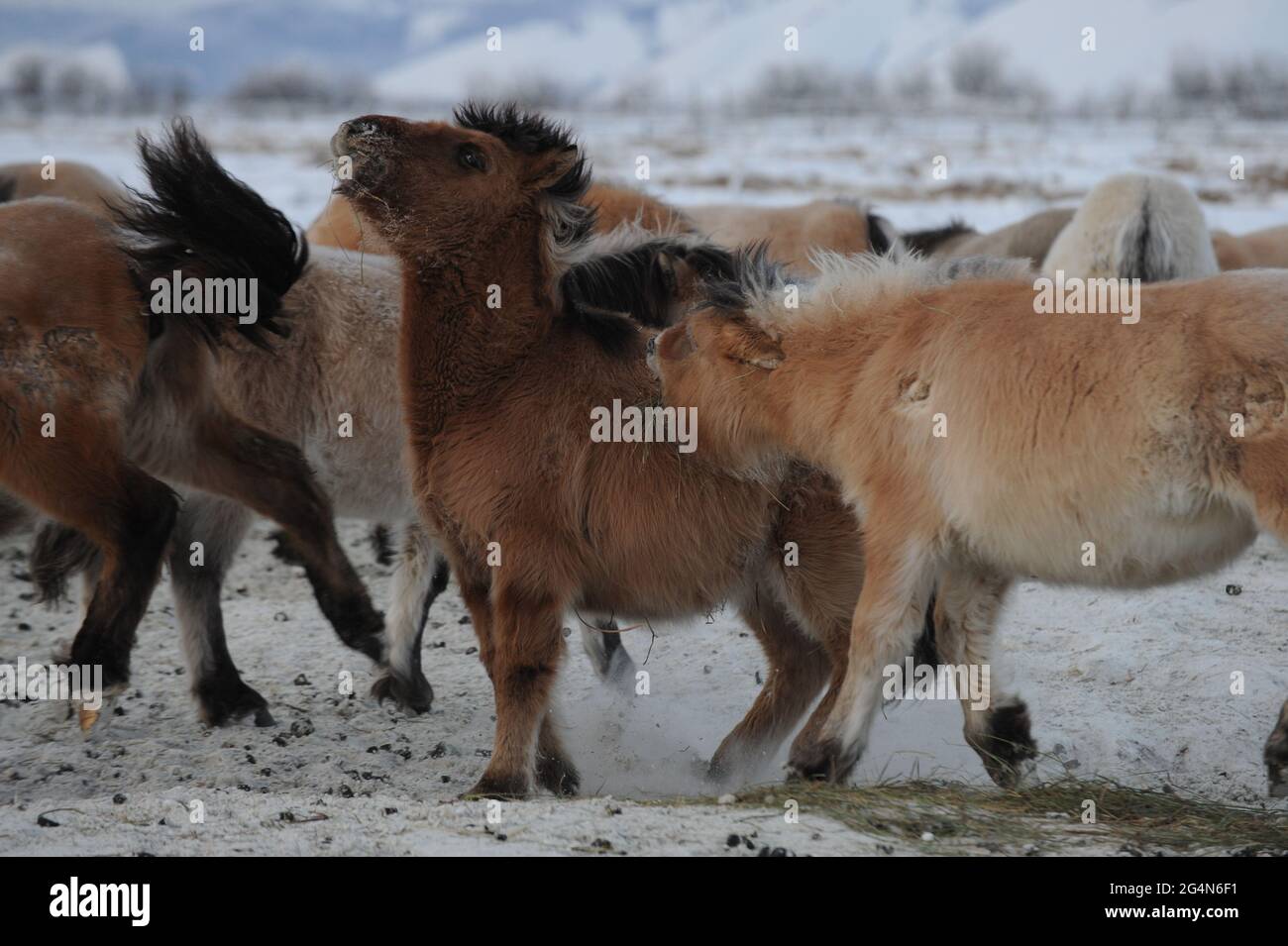 The Yakutian or Yakut is a native horse breed from the Siberian Sakha ...