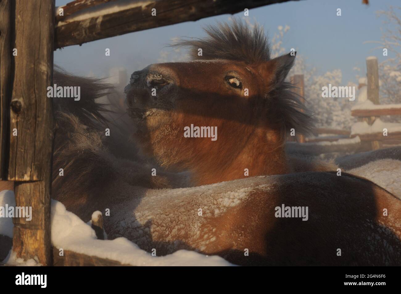 Yakuts of siberia hi-res stock photography and images - Alamy