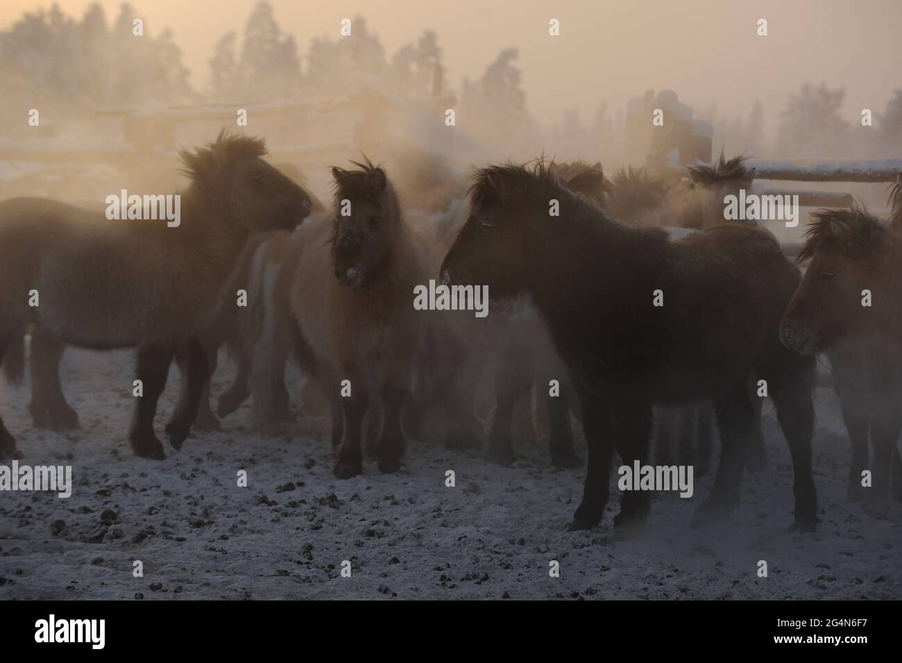The Yakutian or Yakut is a native horse breed from the Siberian Sakha ...
