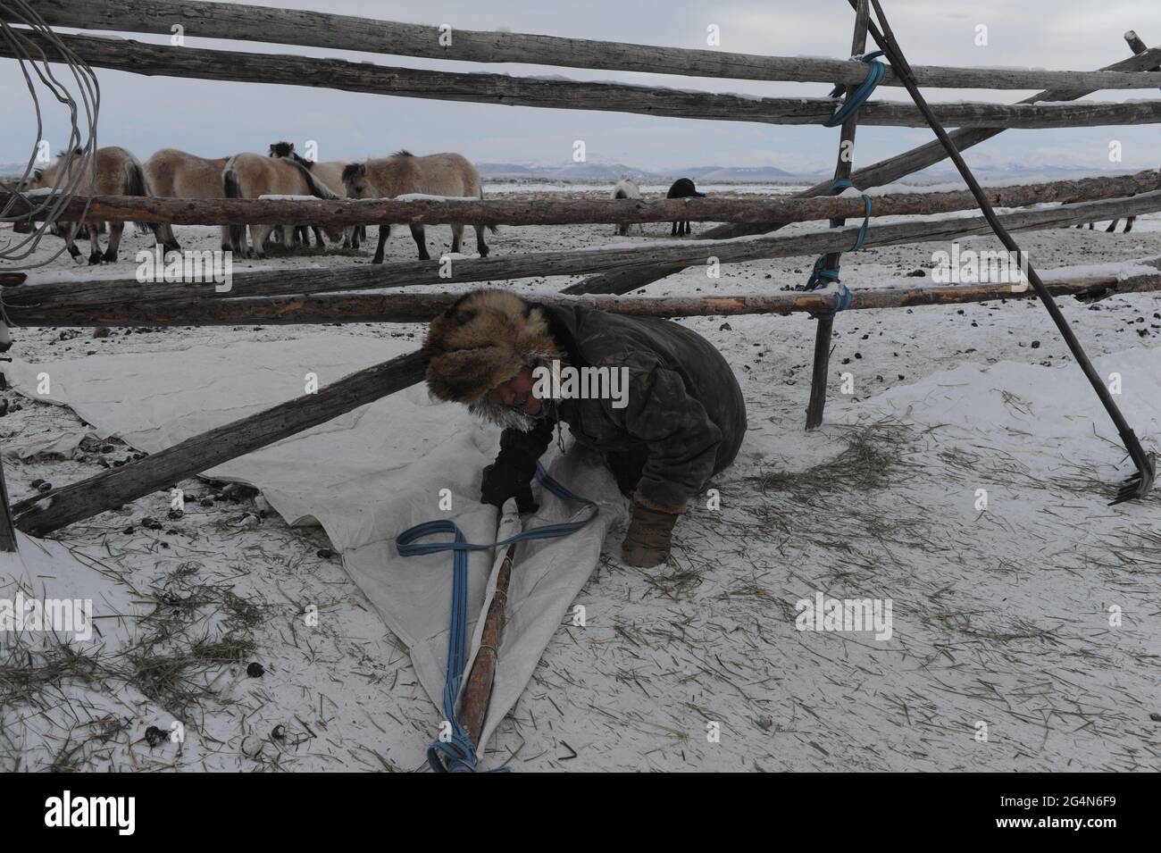 The Yakutian or Yakut is a native horse breed from the Siberian Sakha ...