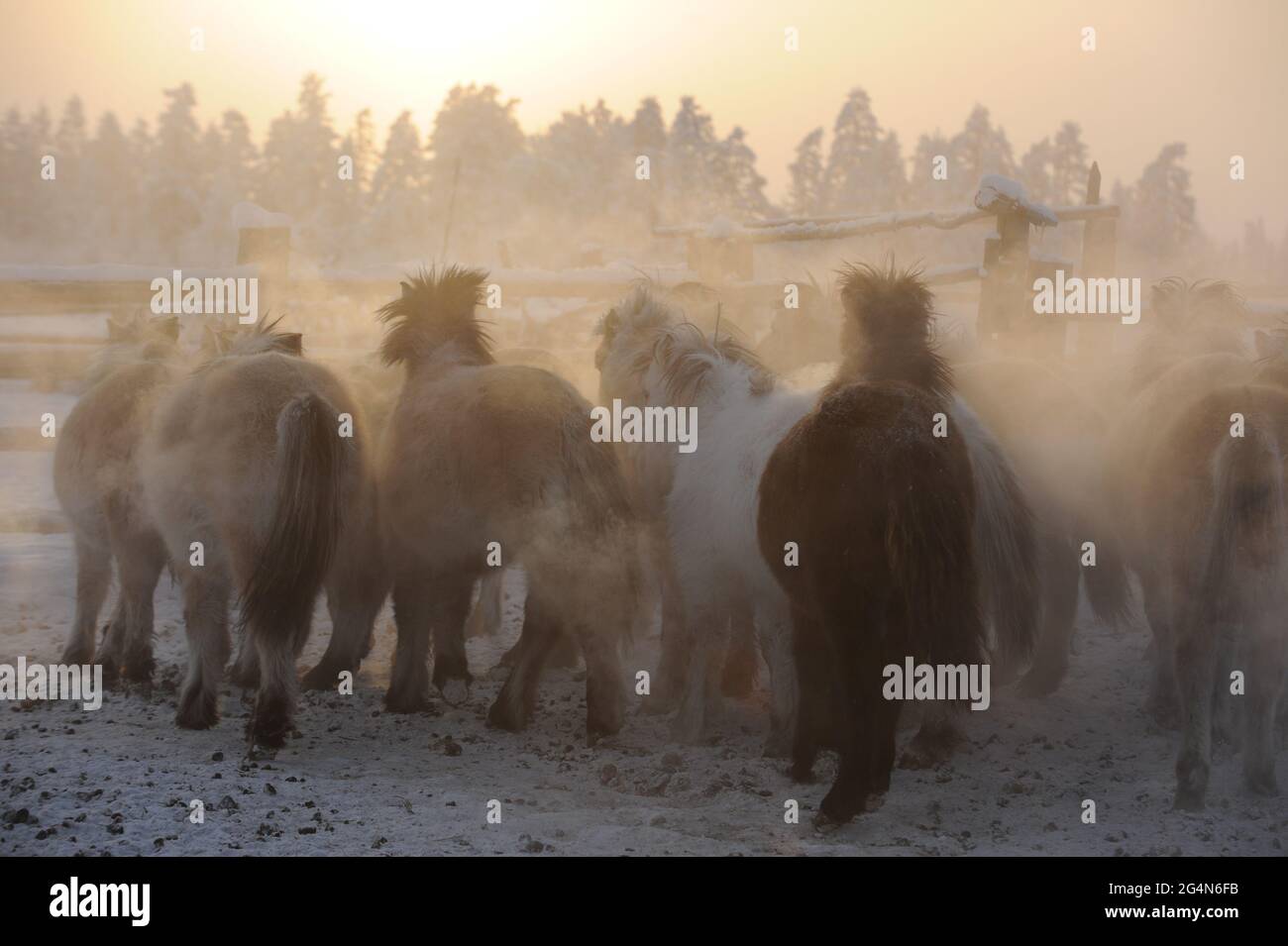 The Yakutian or Yakut is a native horse breed from the Siberian Sakha ...