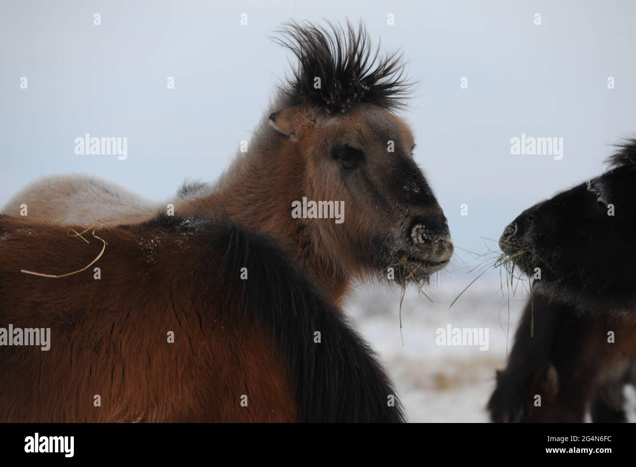 The Yakutian or Yakut is a native horse breed from the Siberian Sakha ...