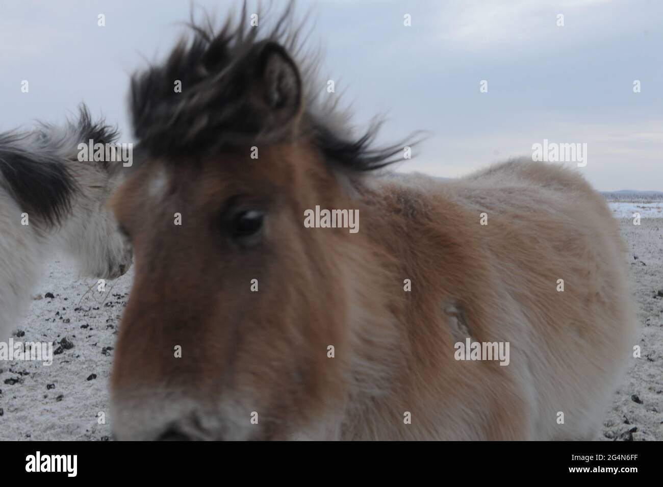 Yakuts of siberia hi-res stock photography and images - Alamy