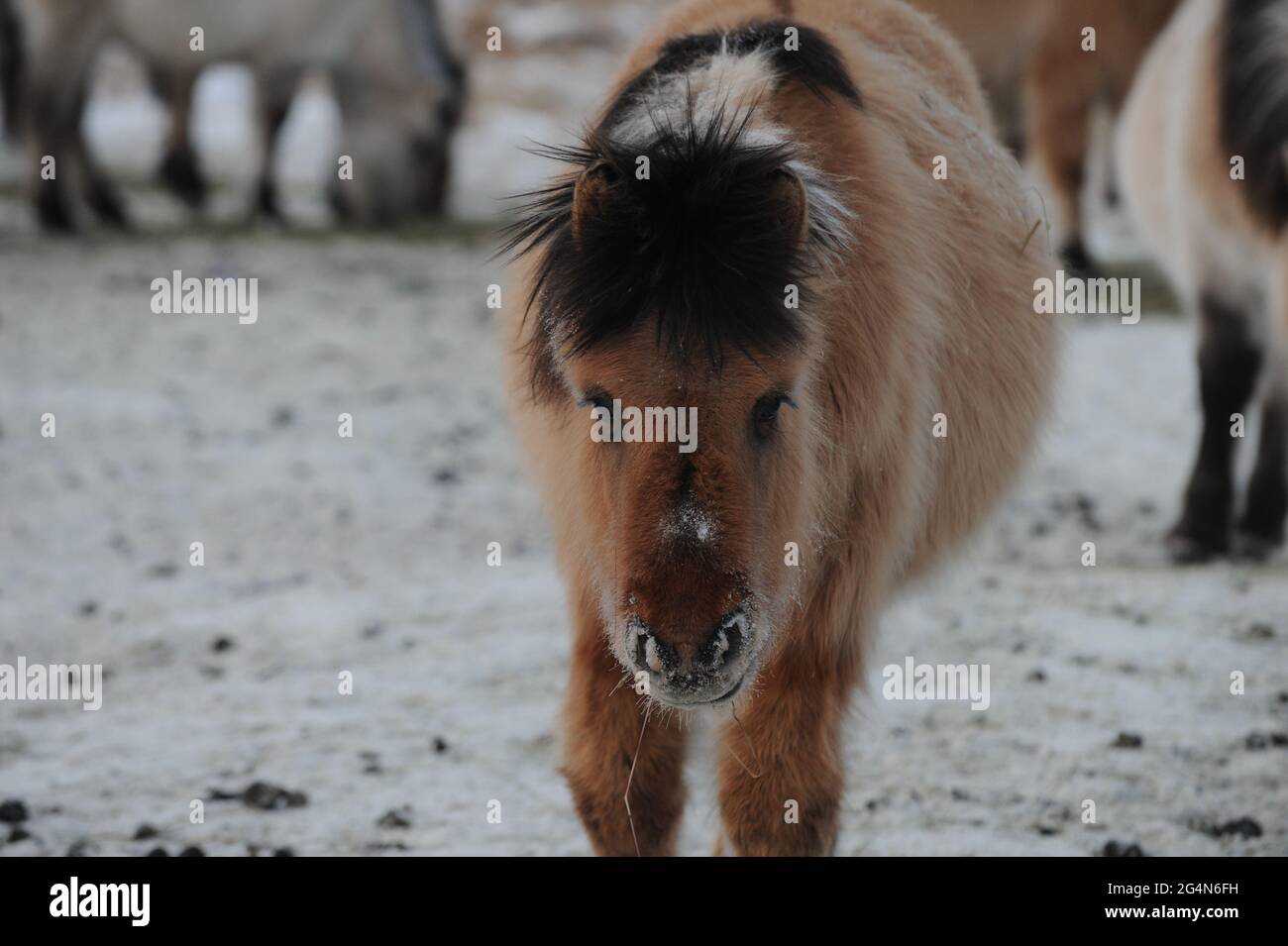Yakuts russia hi-res stock photography and images - Alamy