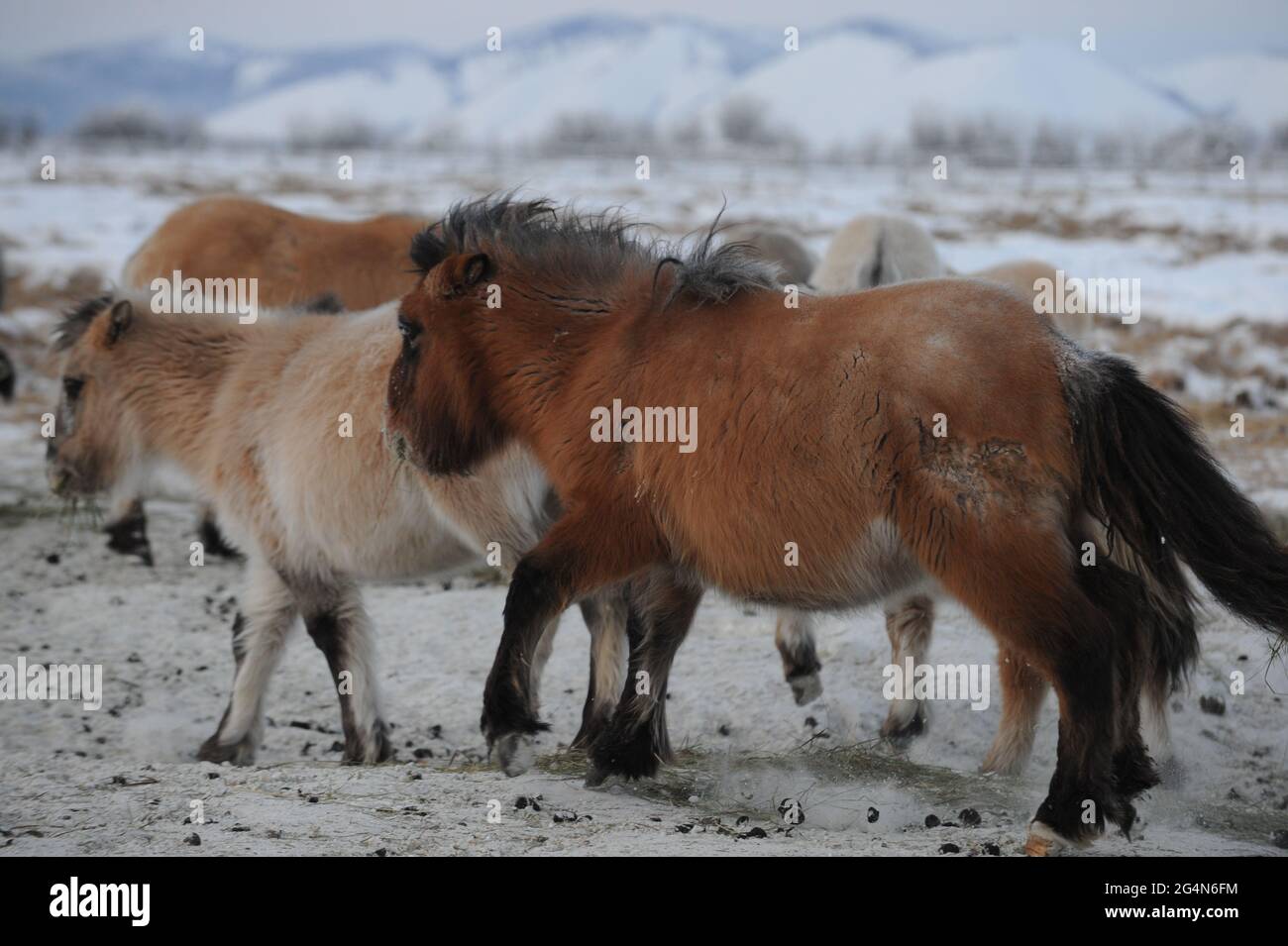 The Yakutian or Yakut is a native horse breed from the Siberian Sakha ...