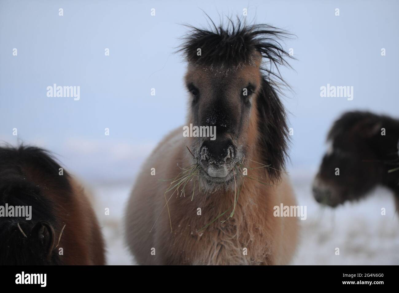 Yakuts Russia High Resolution Stock Photography and Images - Alamy