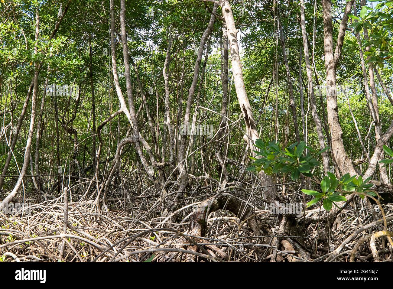 Wild rainforest landscape with mangrove trees growing in water, Samana ...