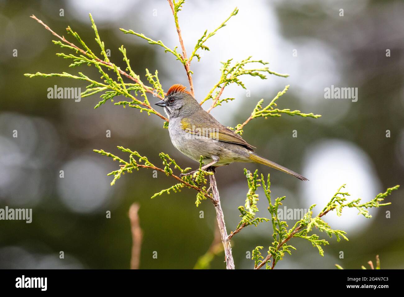 Frank jacob hi-res stock photography and images - Alamy