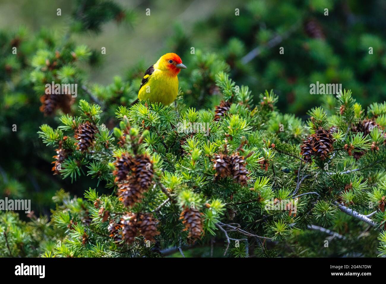 NPS / Jacob W. Frank Stock Photo - Alamy