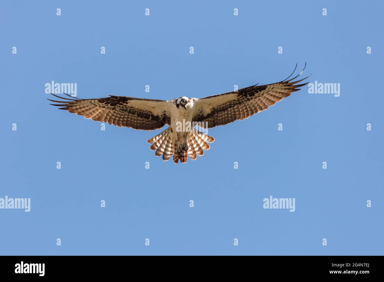 Frank jacob hi-res stock photography and images - Alamy