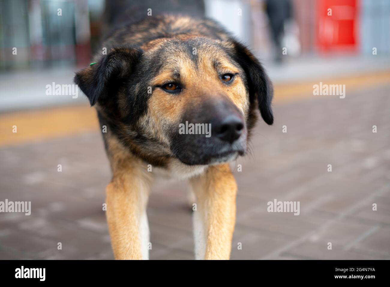 alone sad homeless dog waiting for the owner outdoor in the street ...