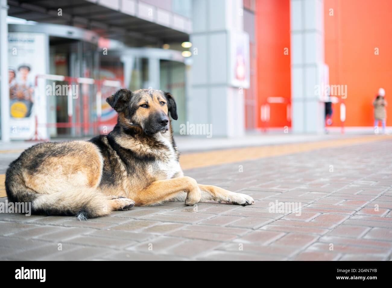alone sad homeless dog waiting for the owner outdoor in the street ...