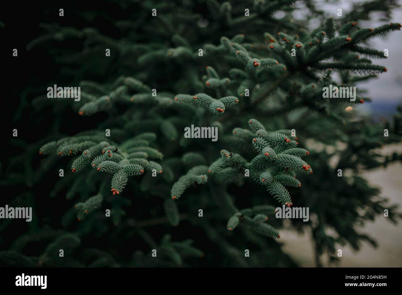 Branches of evergreen tree with tiny cone buds growing in nature on ...
