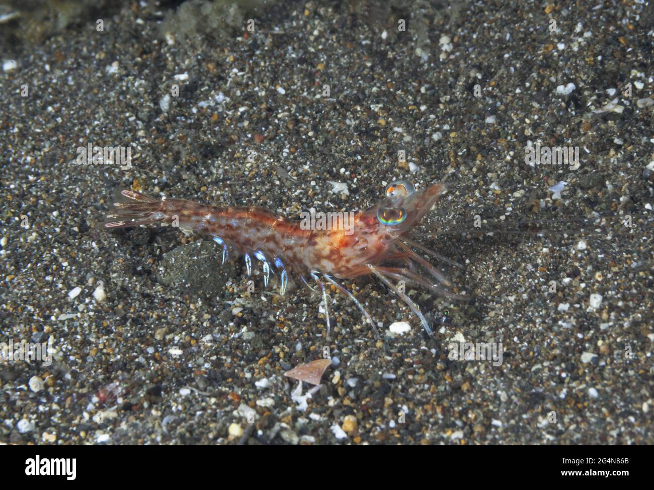 Full length wild brown prawn crawling on deep sea bottom in natural ...