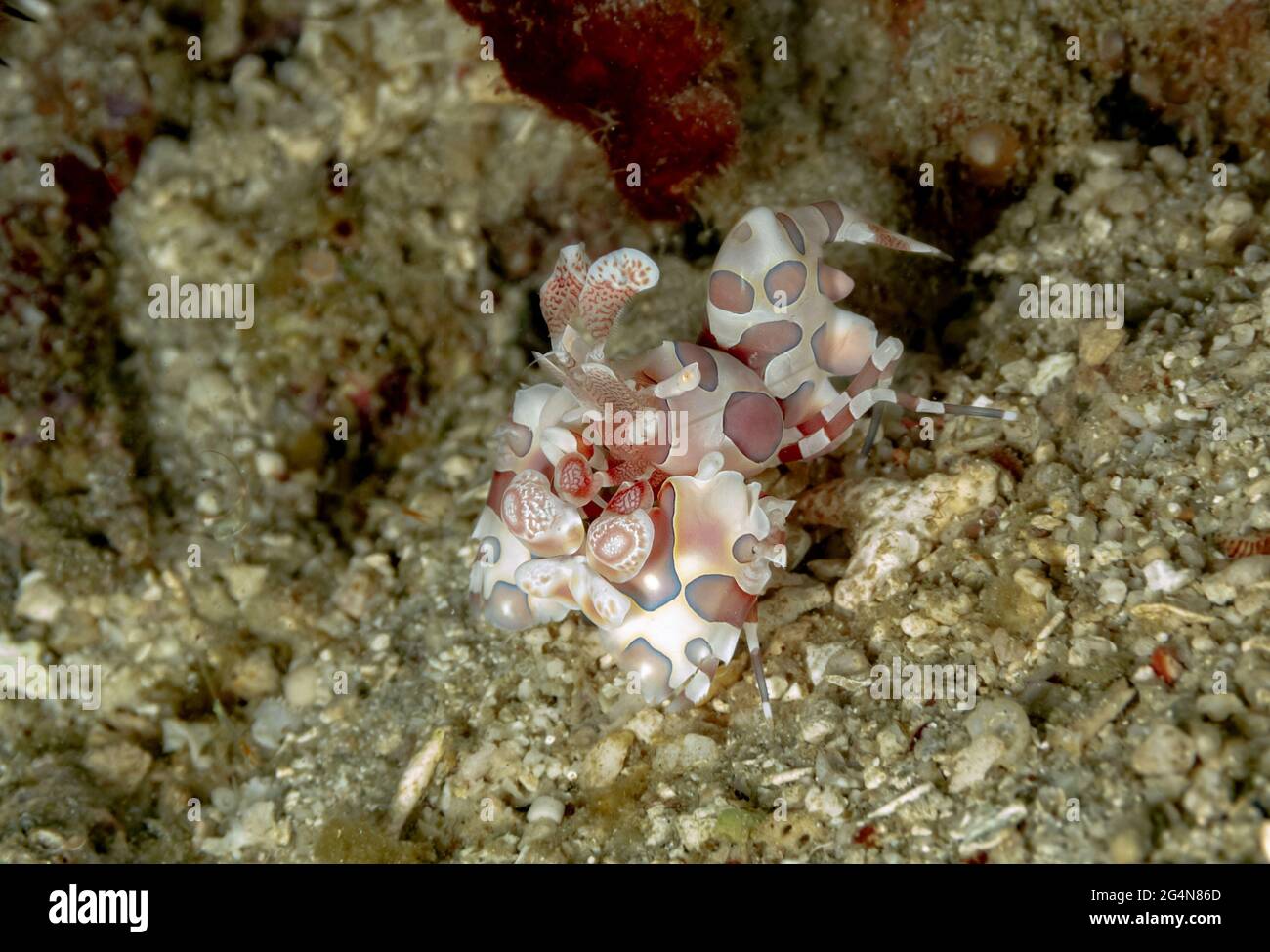 Full body spotted colorful harlequin shrimp crawling on sea bottom in ...