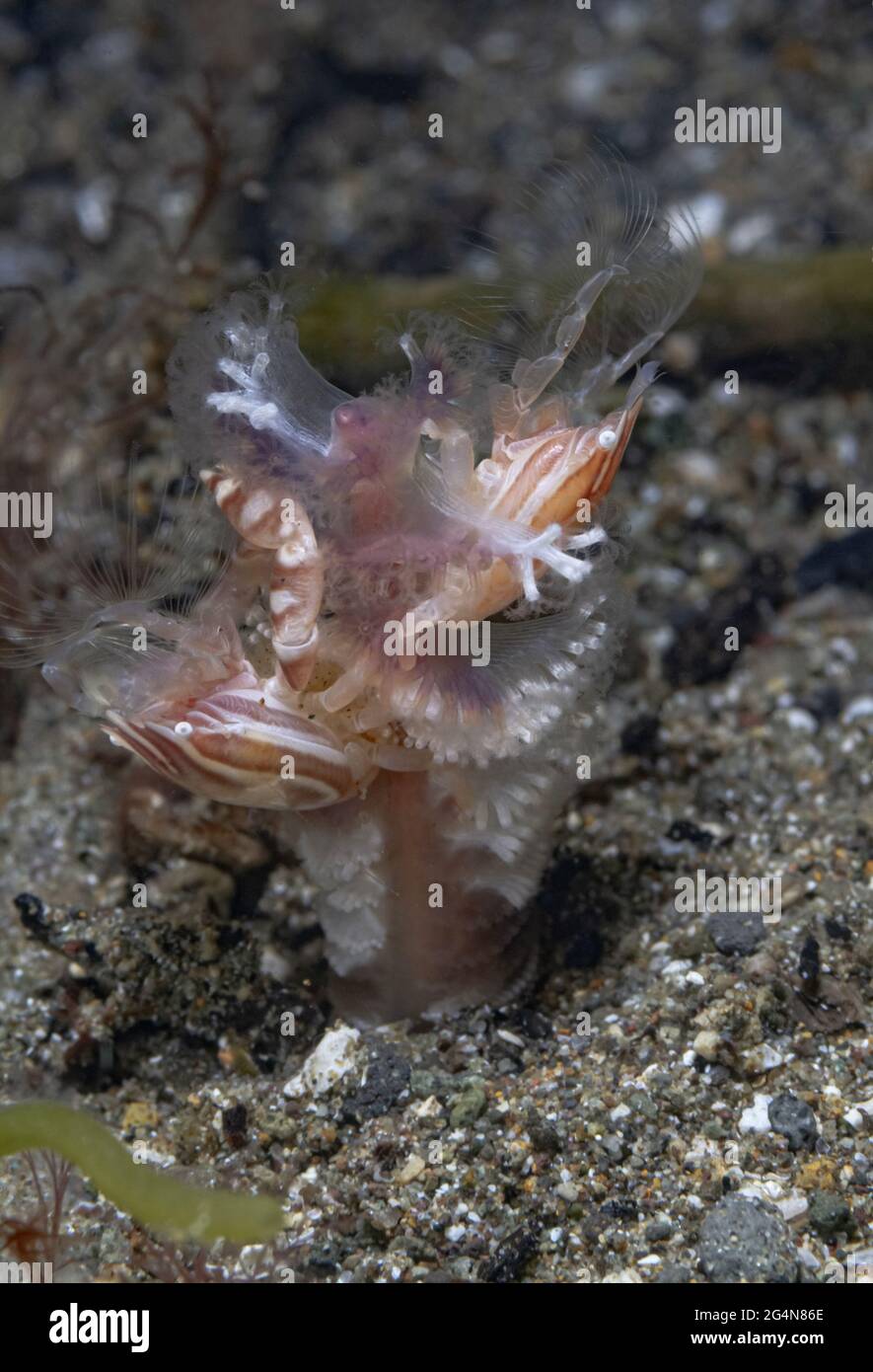 Full body marine crustacean shrimp sitting on pebble sea bottom in ...