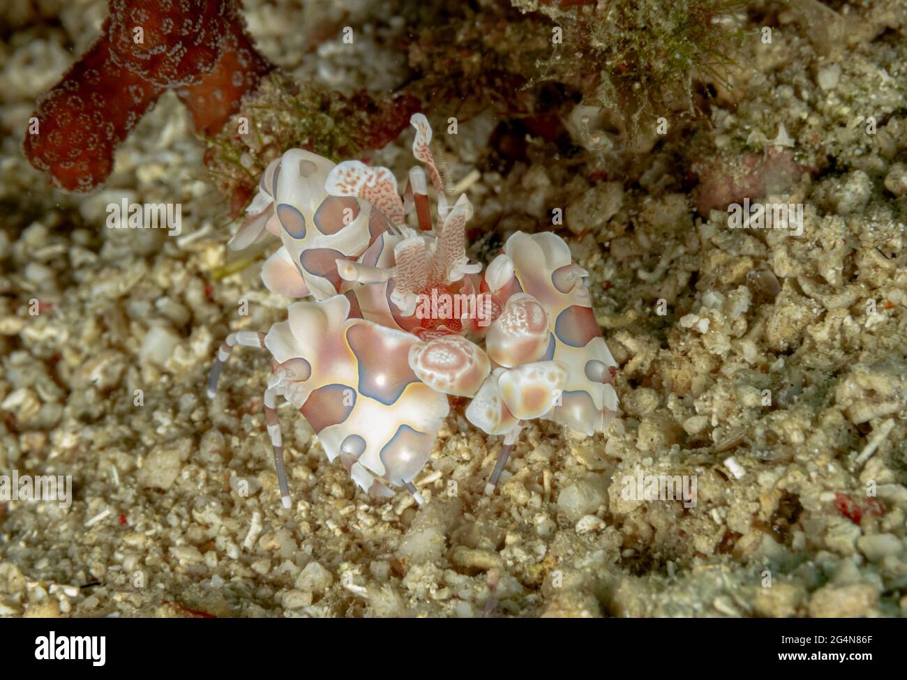Full body spotted colorful harlequin shrimp crawling on sea bottom in ...