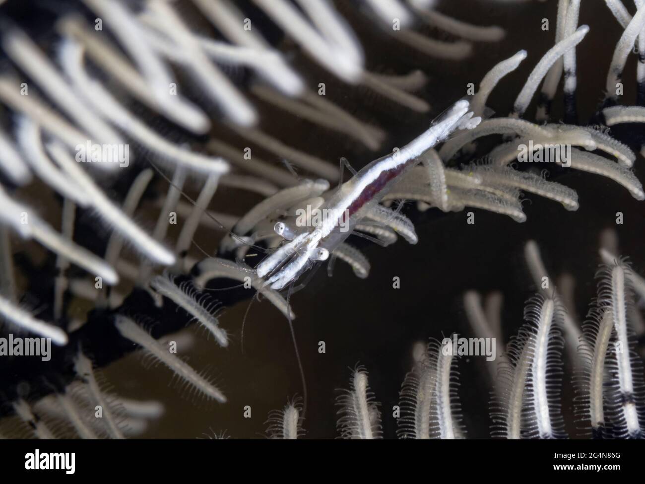 Full body white crustacean with long horns crawling on luminous soft ...