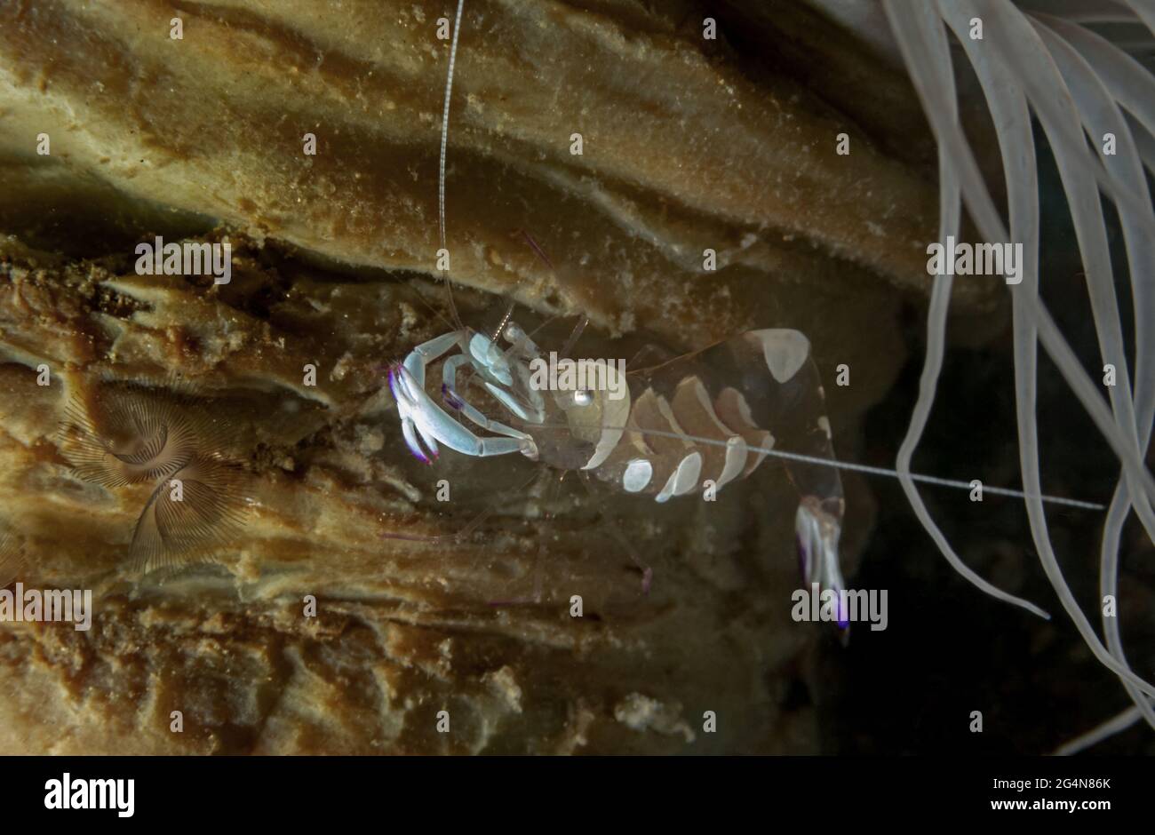 Full length unusual shrimp with transparent body and white tail and ...