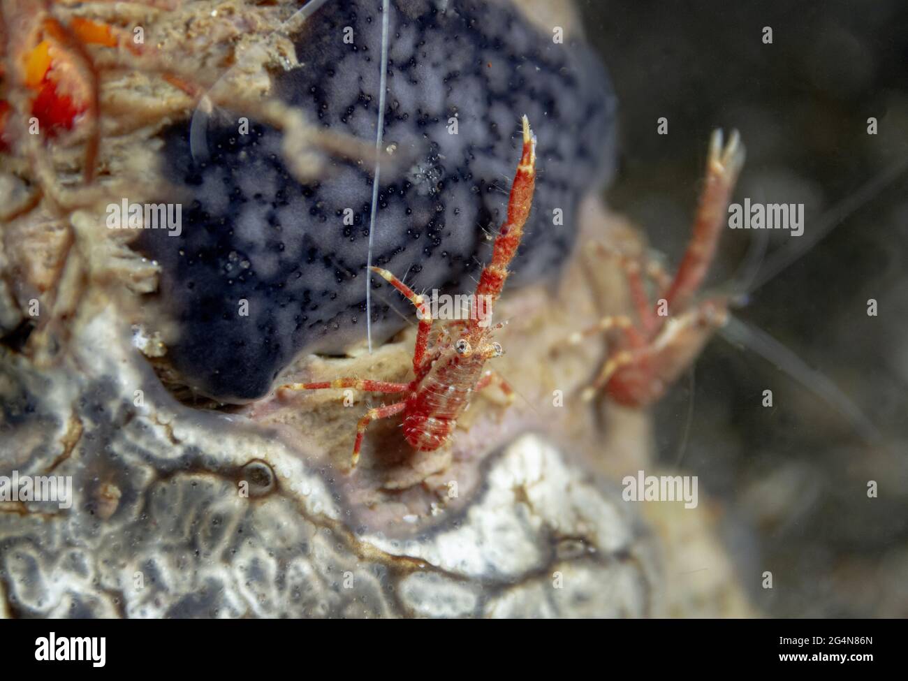 Red crustacean with long nose sitting on uneven coral reef in deep ...