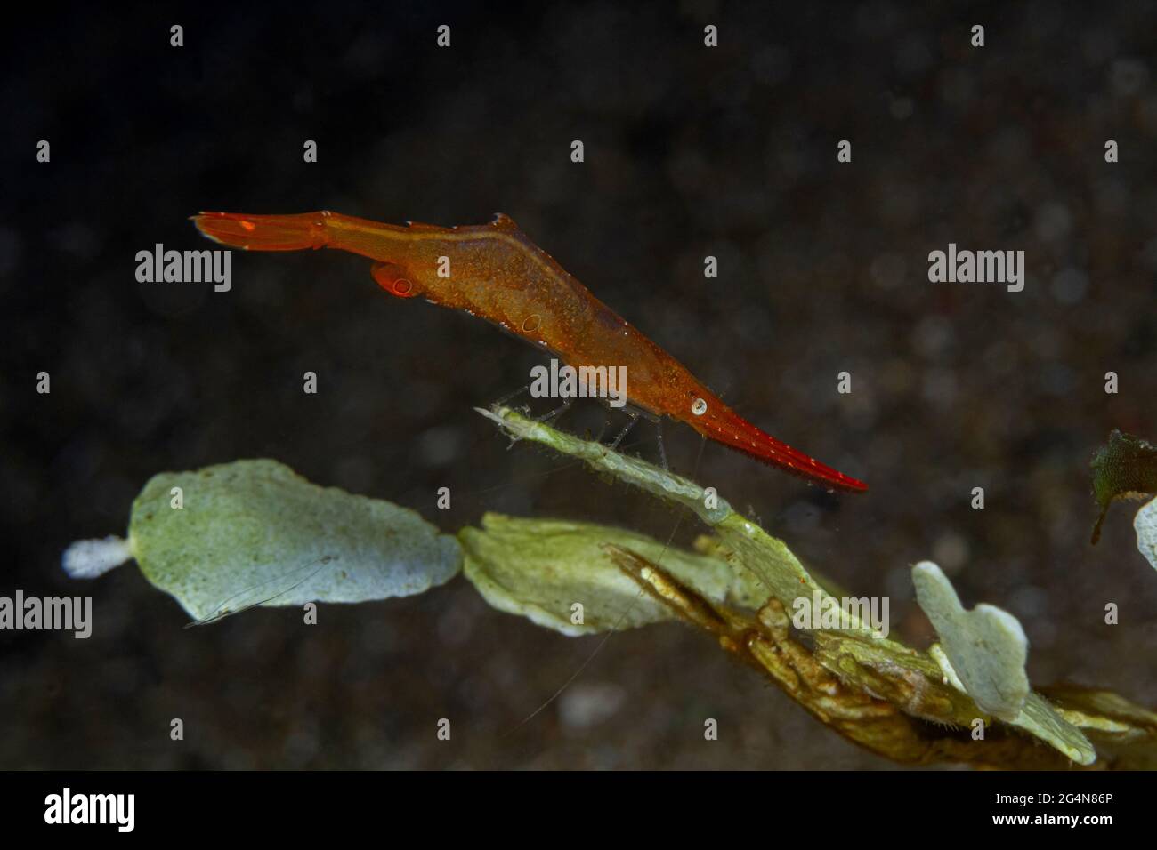 Full body red bodied prawn with long nose swimming in deep seawater ...
