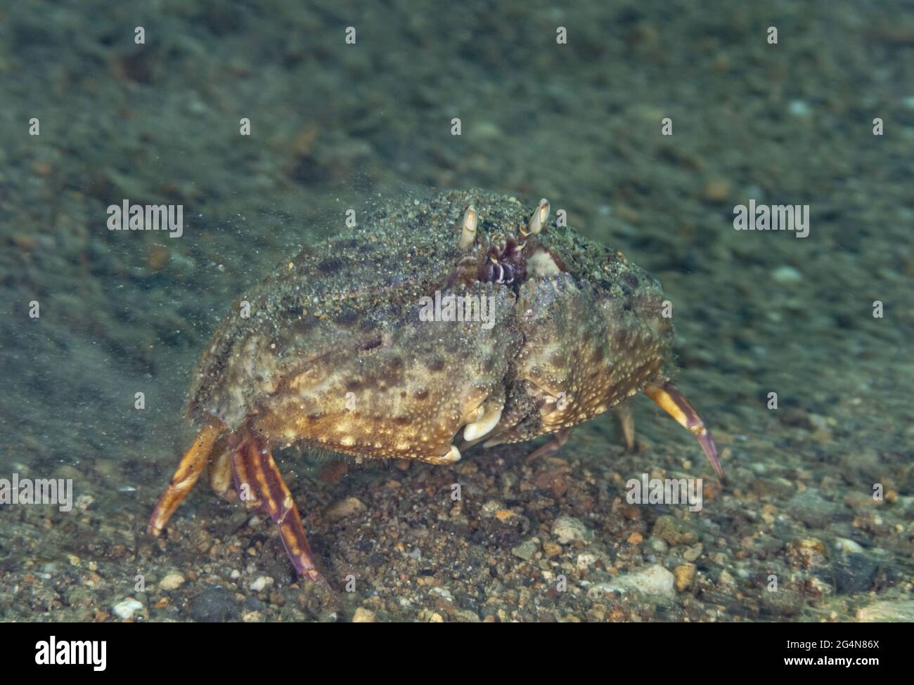 Full length crab crawling on stony sea bottom in clean deep waters in ...