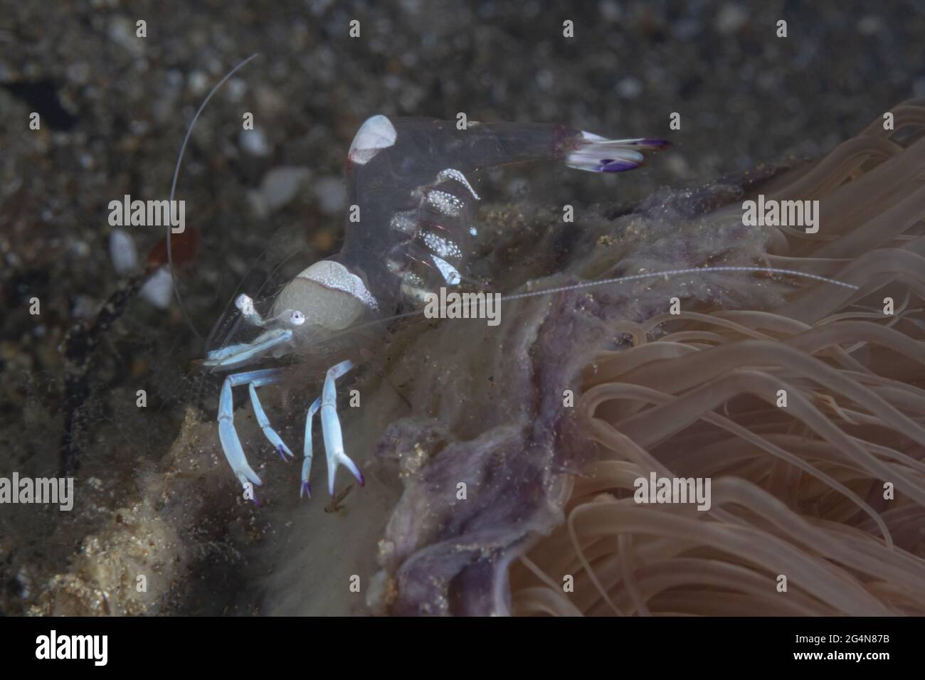 Full body transparent crustacean with white claws crawling on soft ...