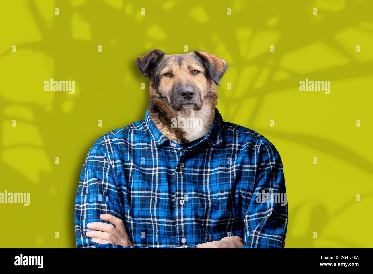 a dog head in human body, simple animal creative concept isolated on ...