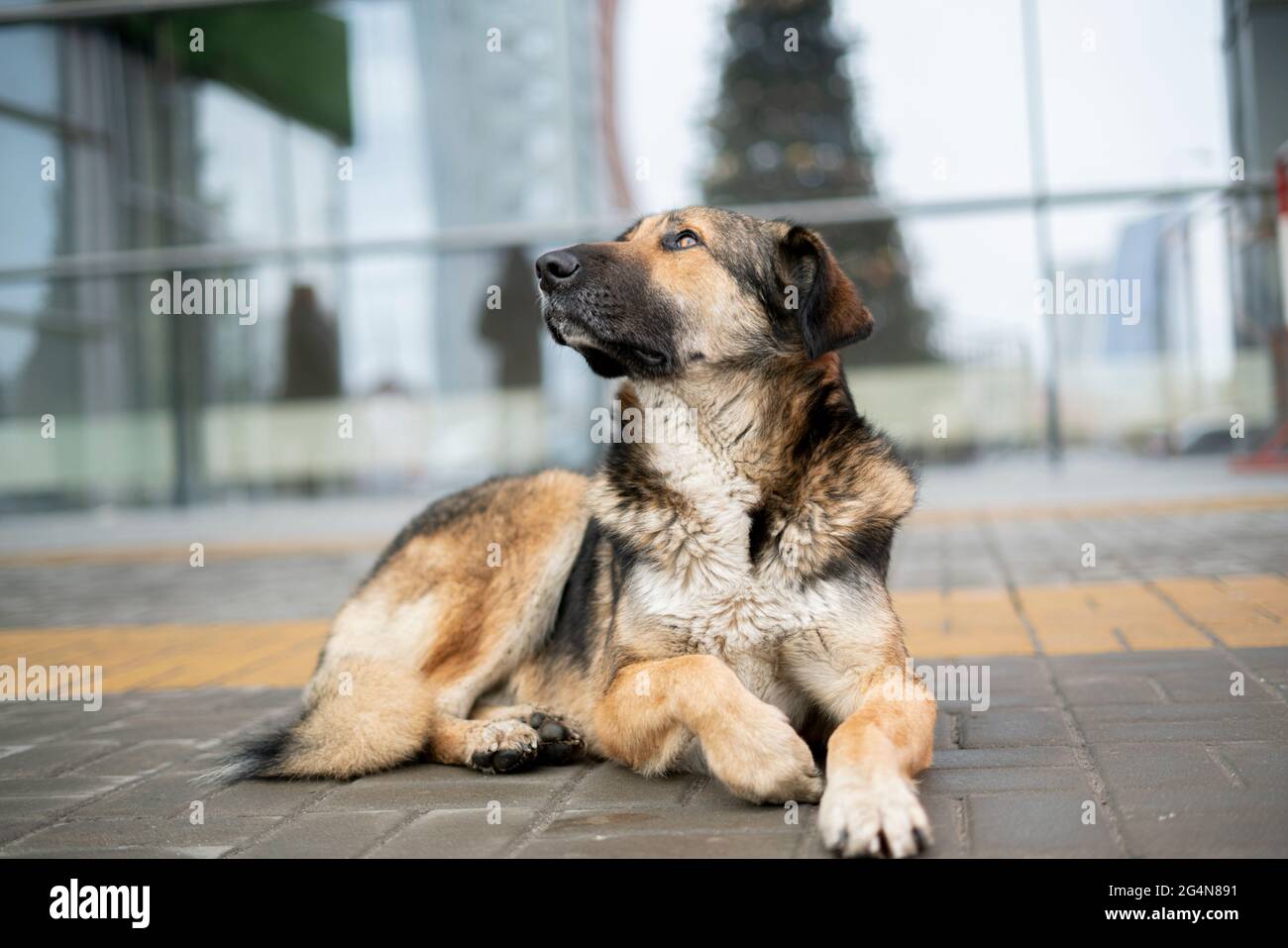 alone sad homeless dog waiting for the owner outdoor in the street ...