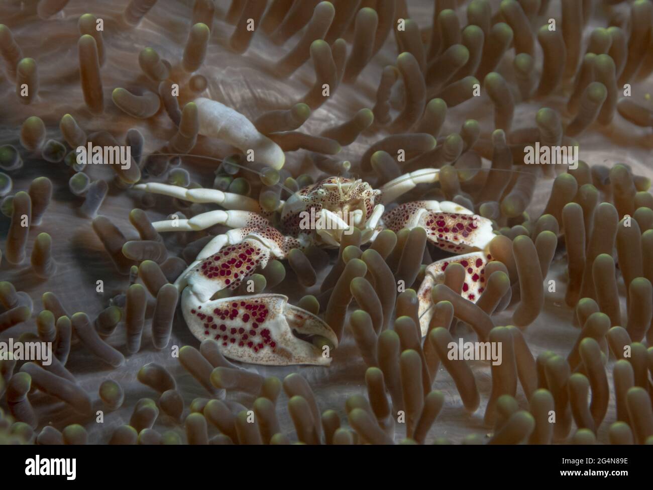 Carcinology hi-res stock photography and images - Alamy