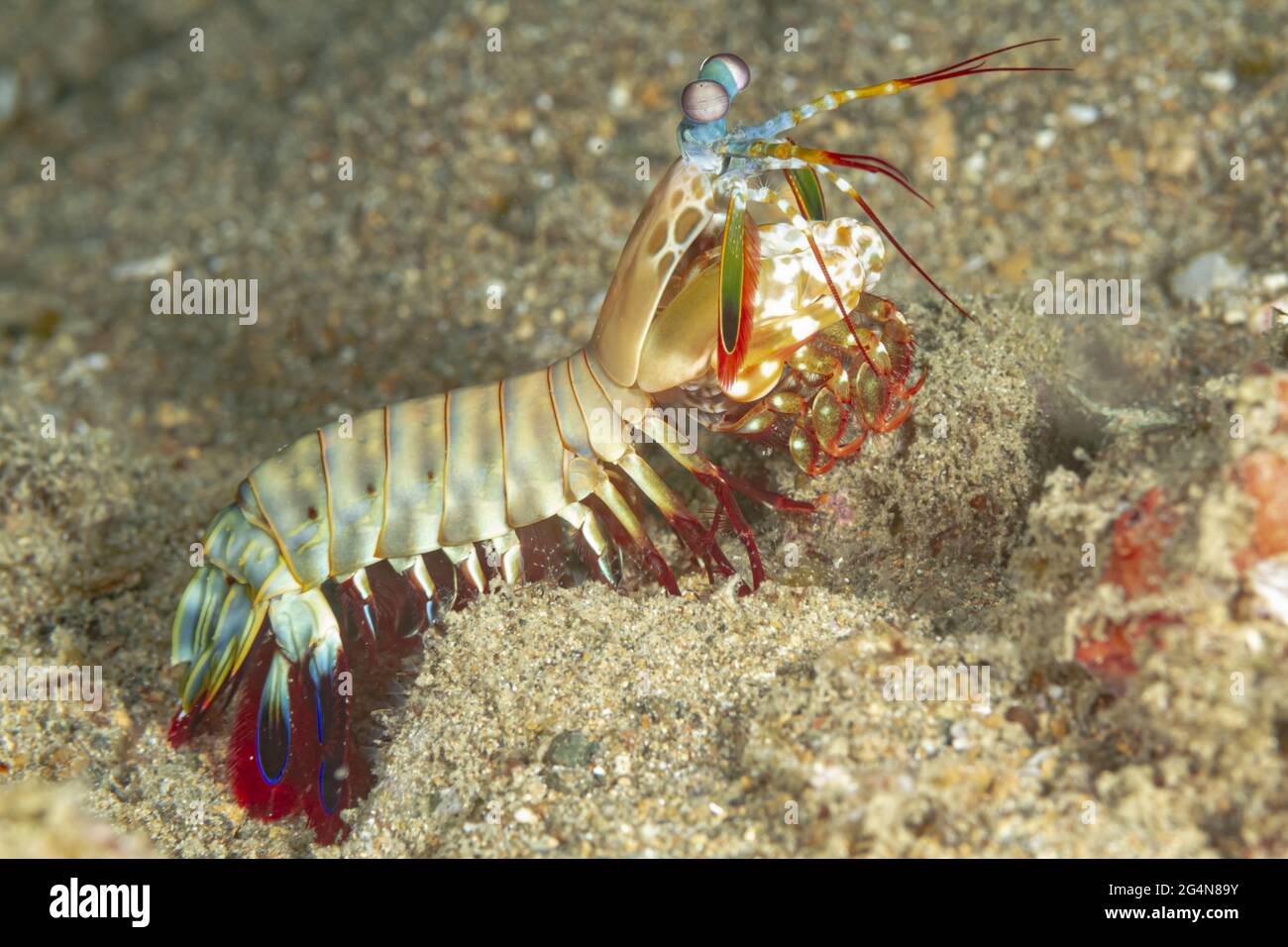 Full length colorful vivid mantis shrimp sitting on sandy sea bottom in ...