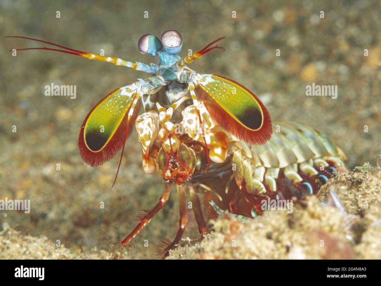 Full length colorful vivid mantis shrimp sitting on sandy sea bottom in ...